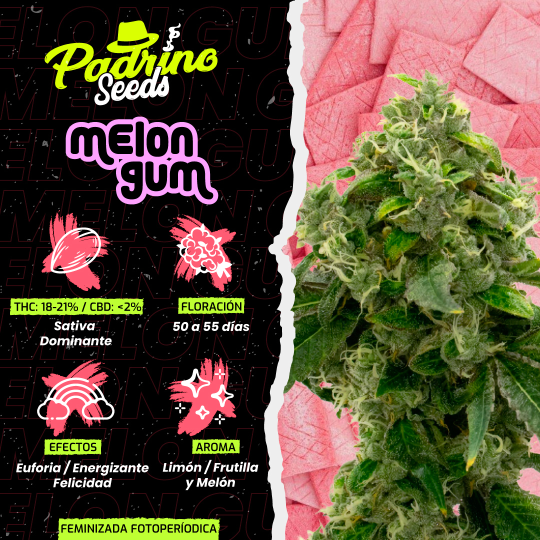 Ofertas - Padrino Seeds