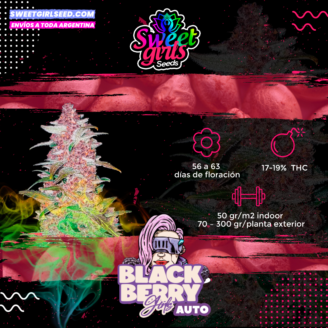 Kritical Bilbo Auto 3+1 – Padrino Seeds - Padrino Seeds